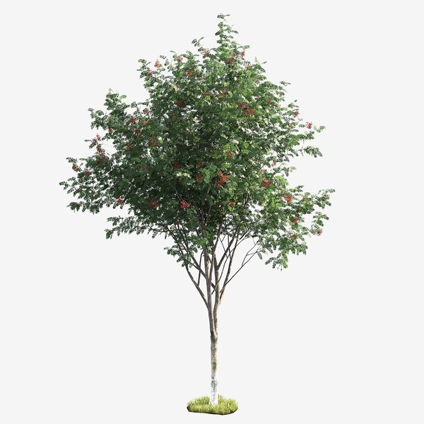 modelo 3d Árbol amargoso - TurboSquid 1872888