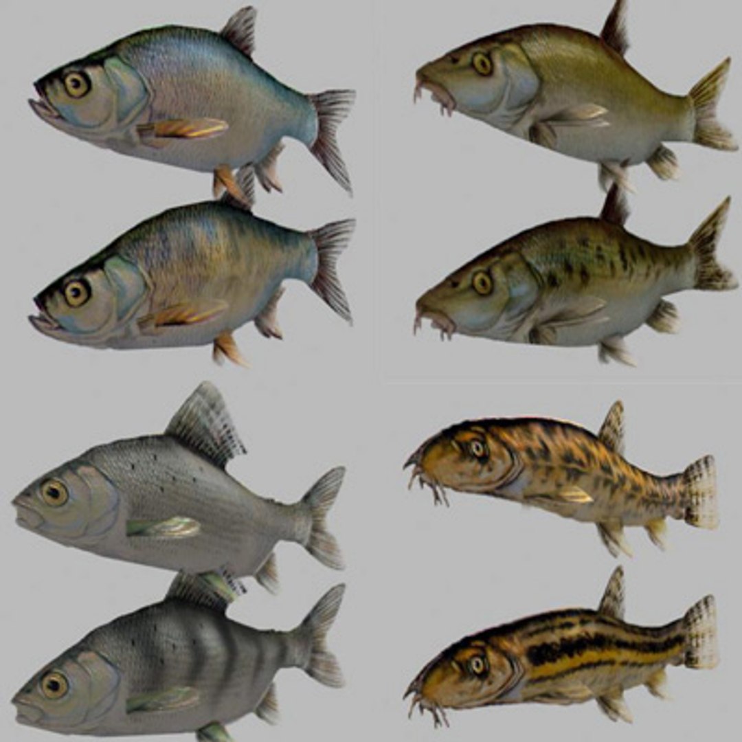 3d model fish carp pike salmon