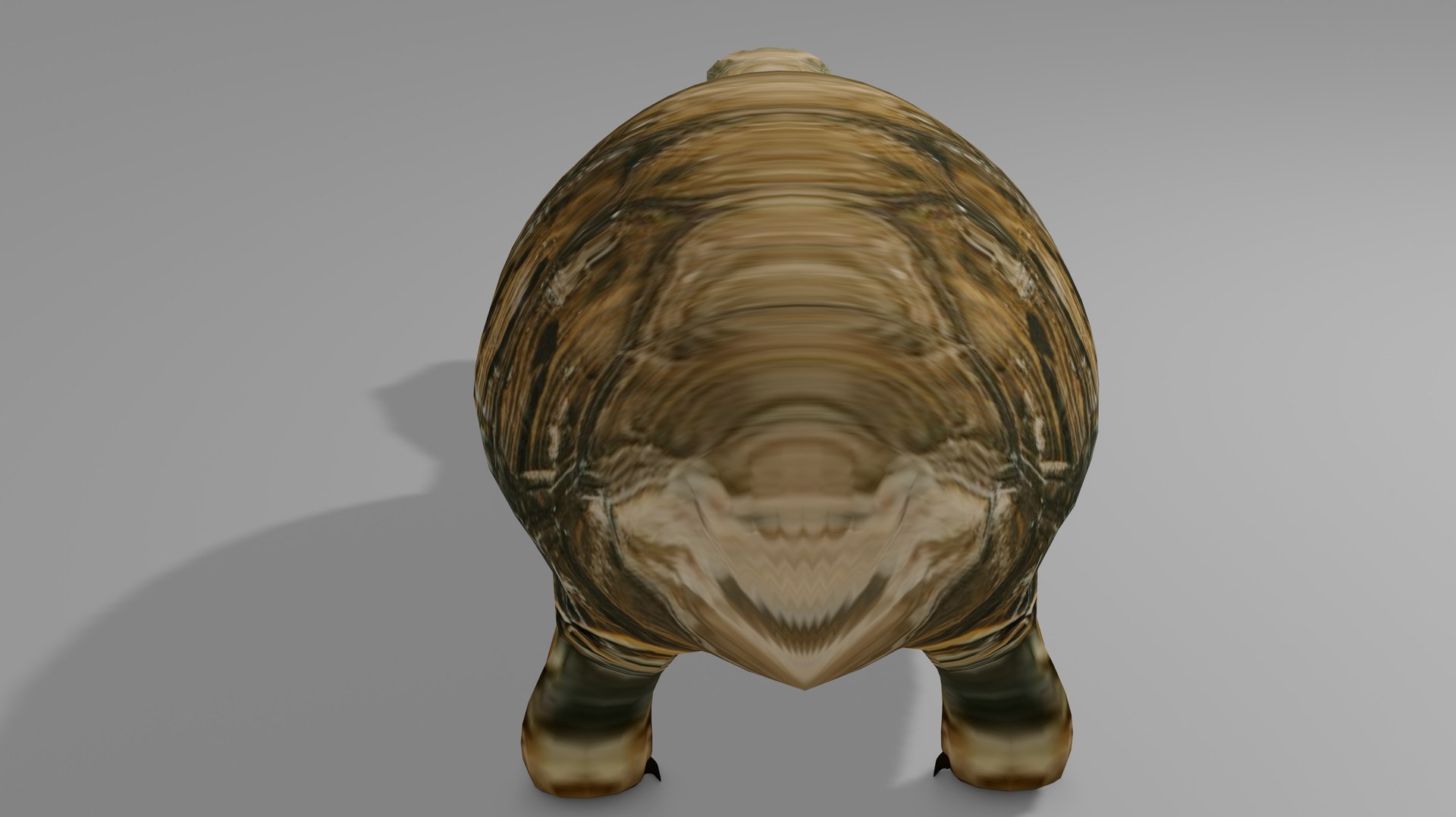Turtle OBJ 3D Model - TurboSquid 2230817
