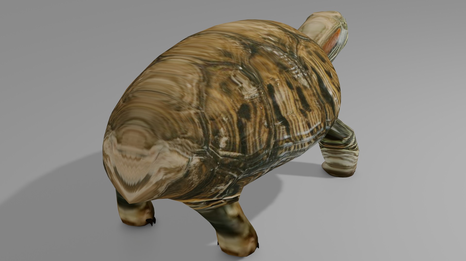 Turtle OBJ 3D Model - TurboSquid 2230817