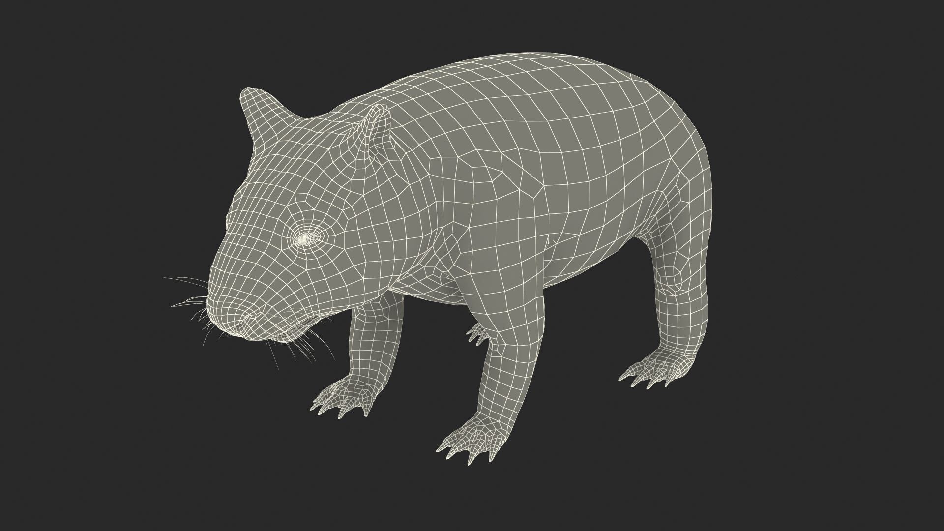 Grey Wombat Fur 3D - TurboSquid 2097738
