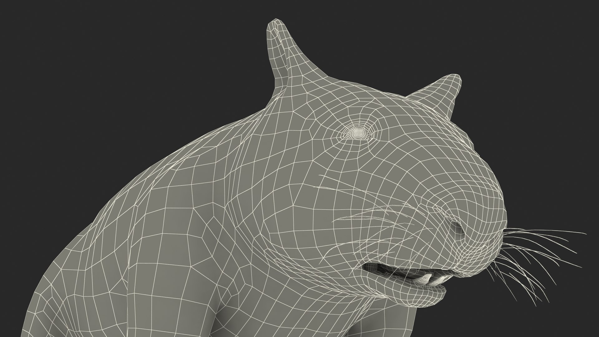 Grey Wombat Fur 3D - TurboSquid 2097738