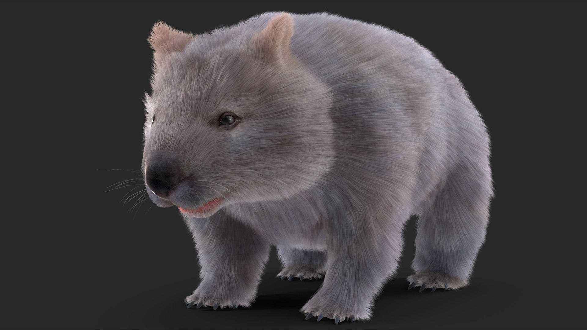 Grey Wombat Fur 3D - TurboSquid 2097738
