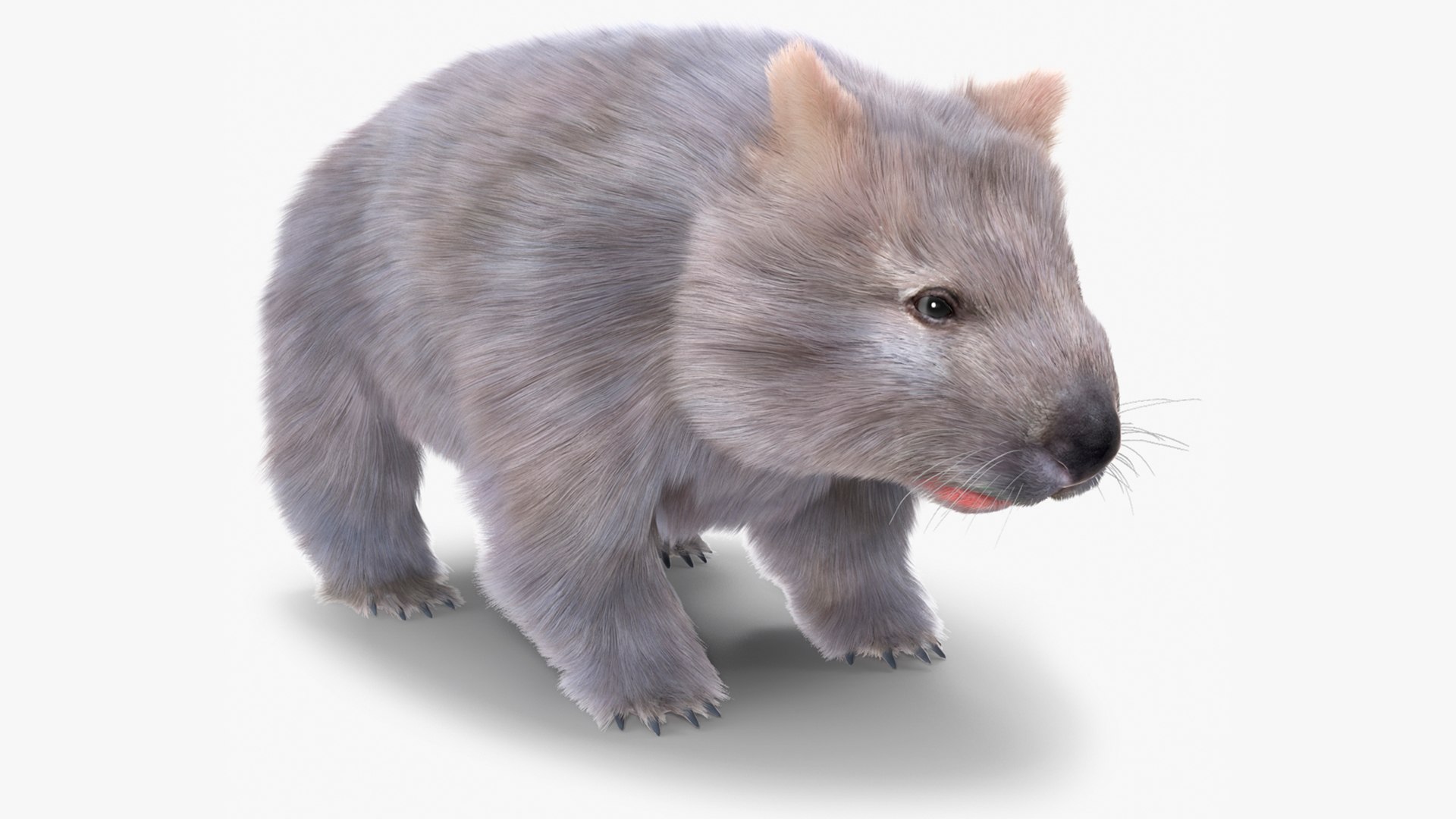 Grey Wombat Fur 3D - TurboSquid 2097738