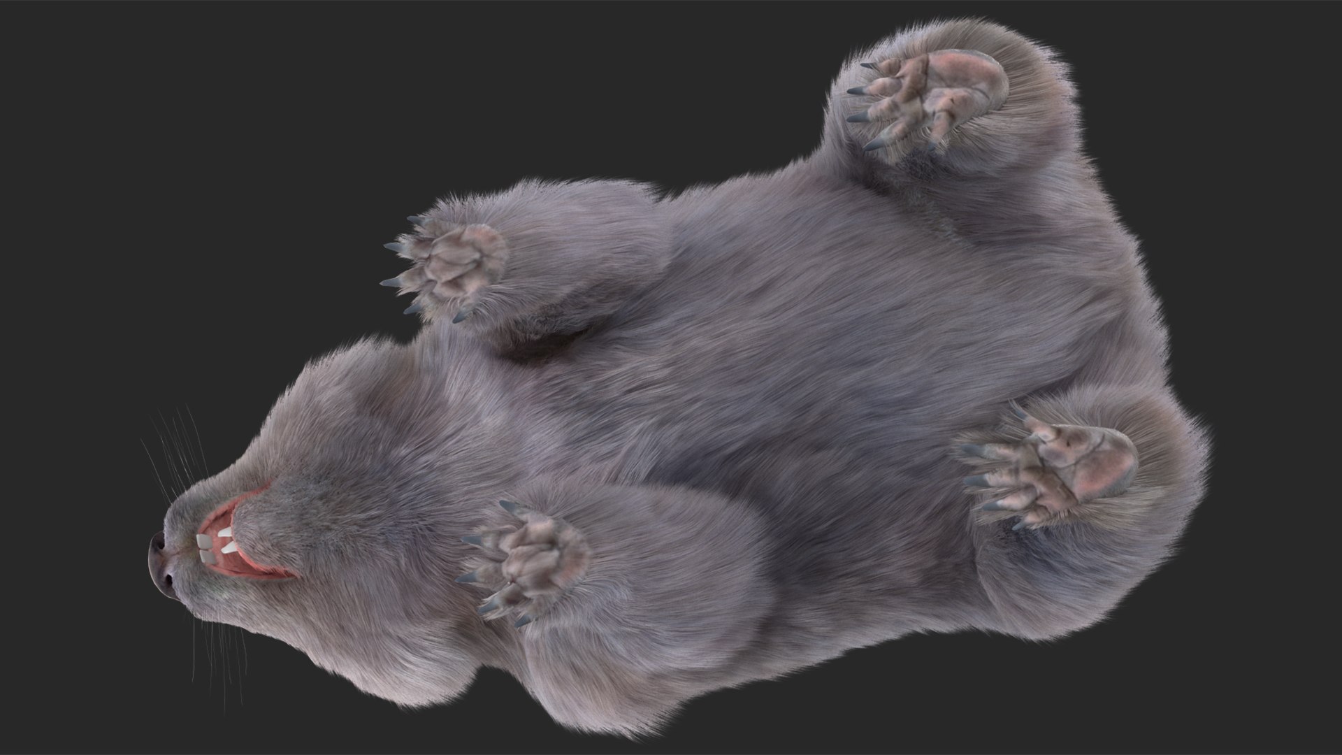 Grey Wombat Fur 3D - TurboSquid 2097738