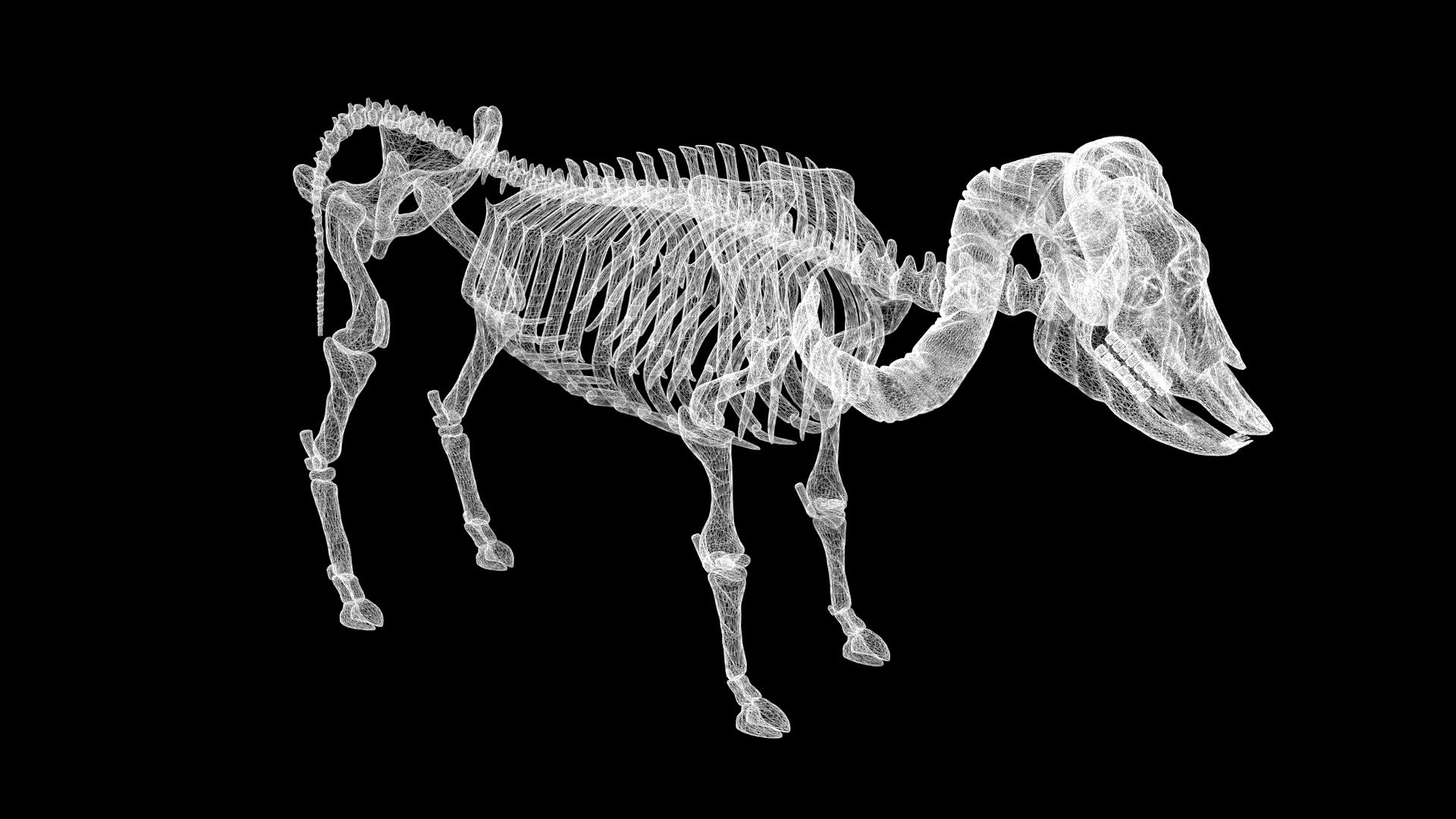 Buffalo Skeleton 3D Model - TurboSquid 1887855