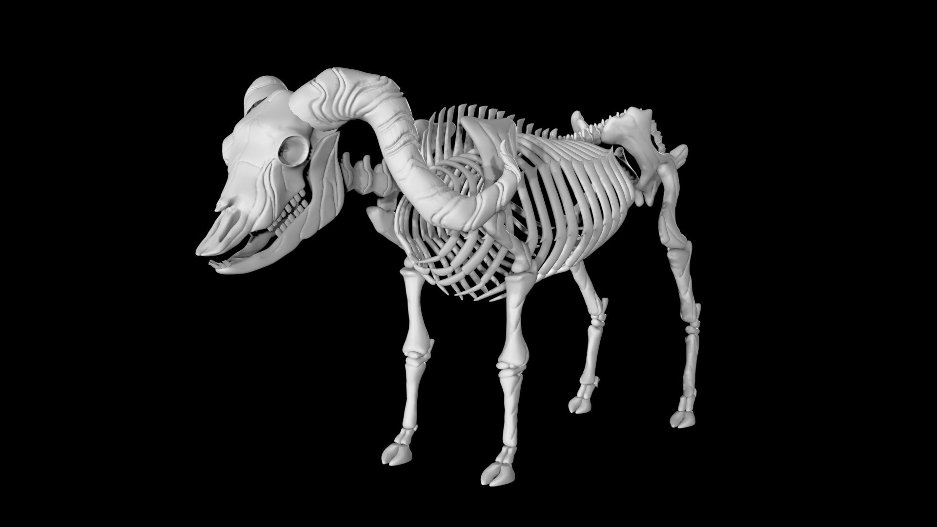 Buffalo Skeleton 3D Model - TurboSquid 1887855