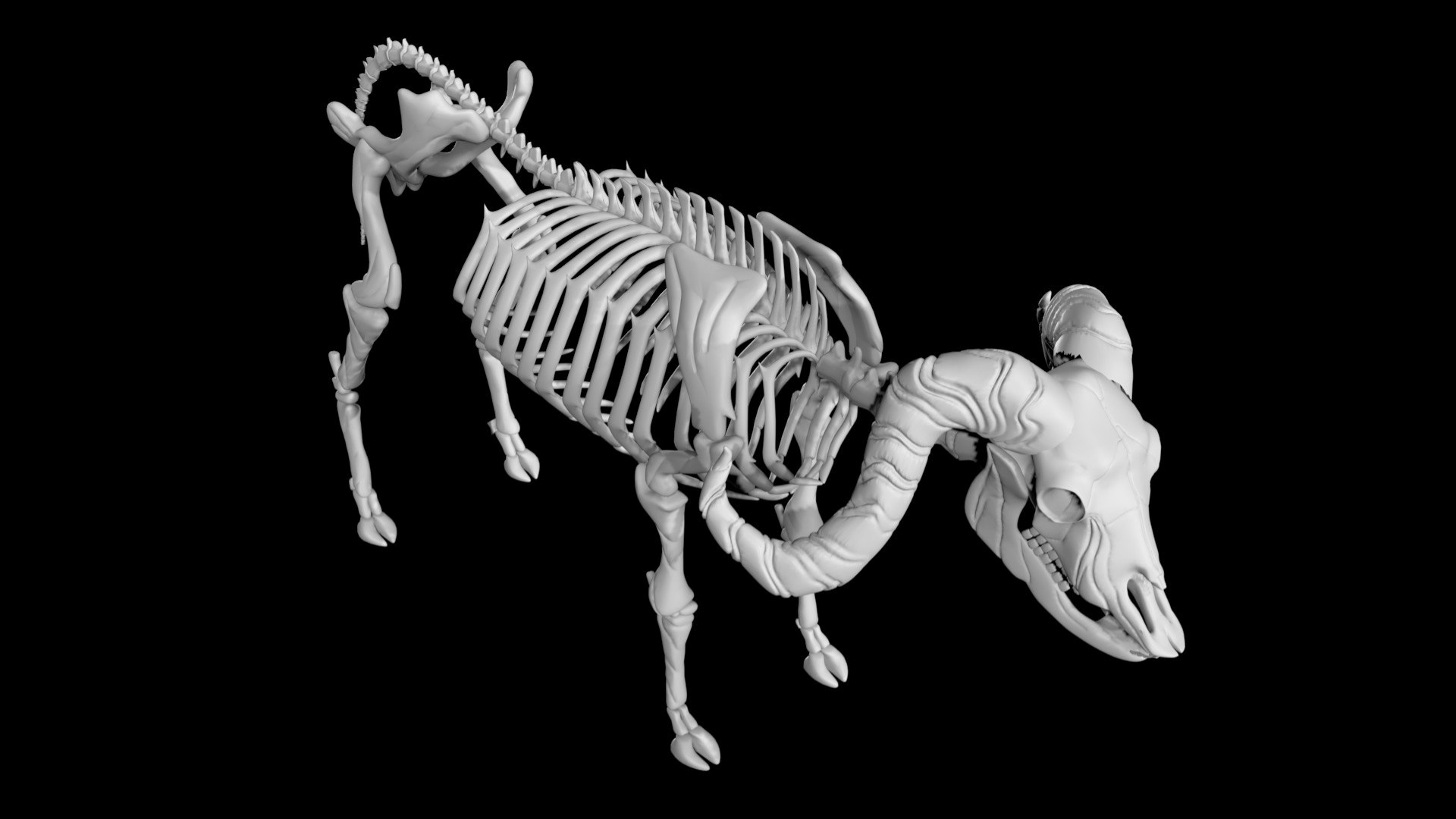 Buffalo Skeleton 3D Model - TurboSquid 1887855