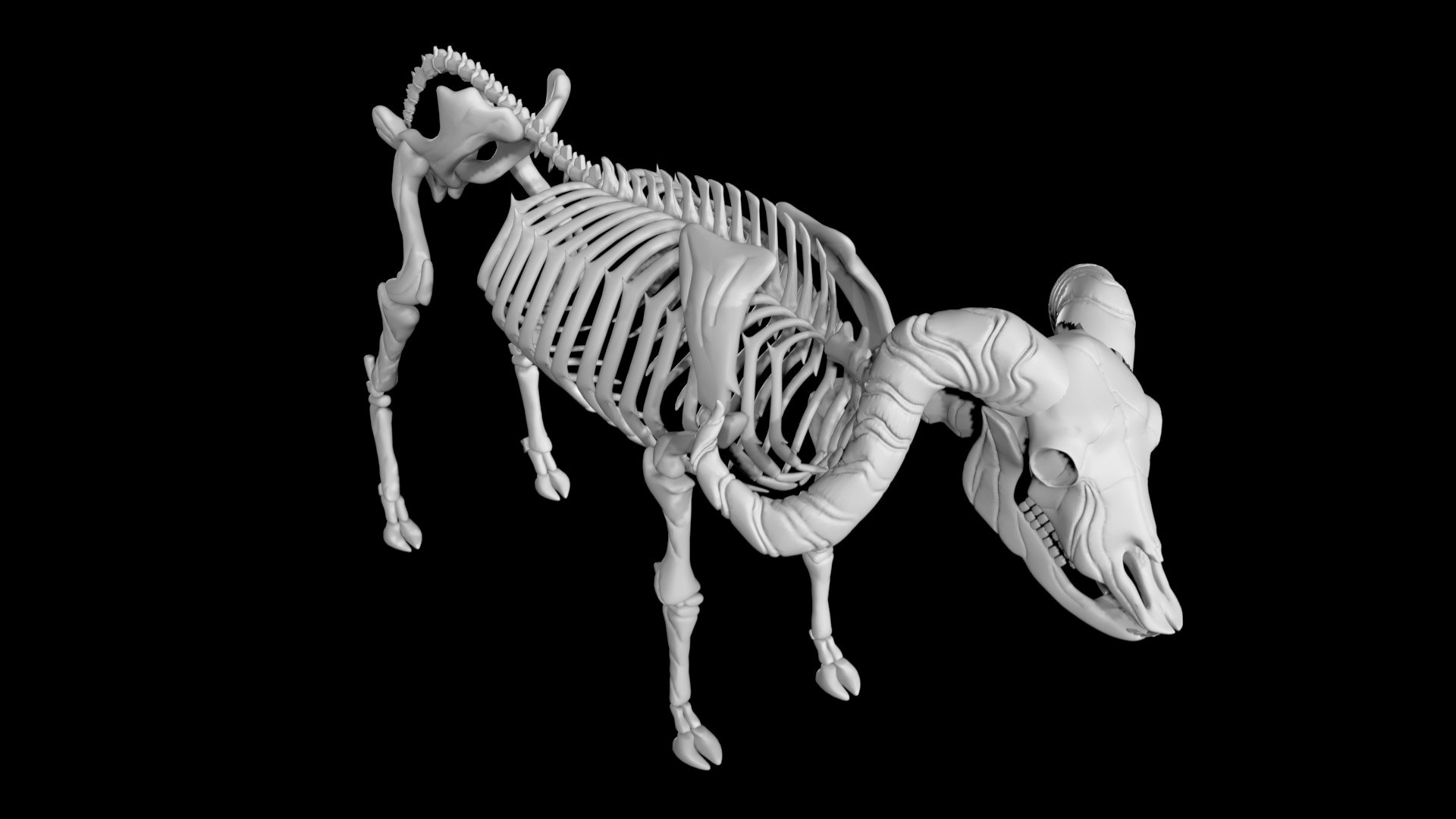 Buffalo Skeleton 3D Model - TurboSquid 1887855