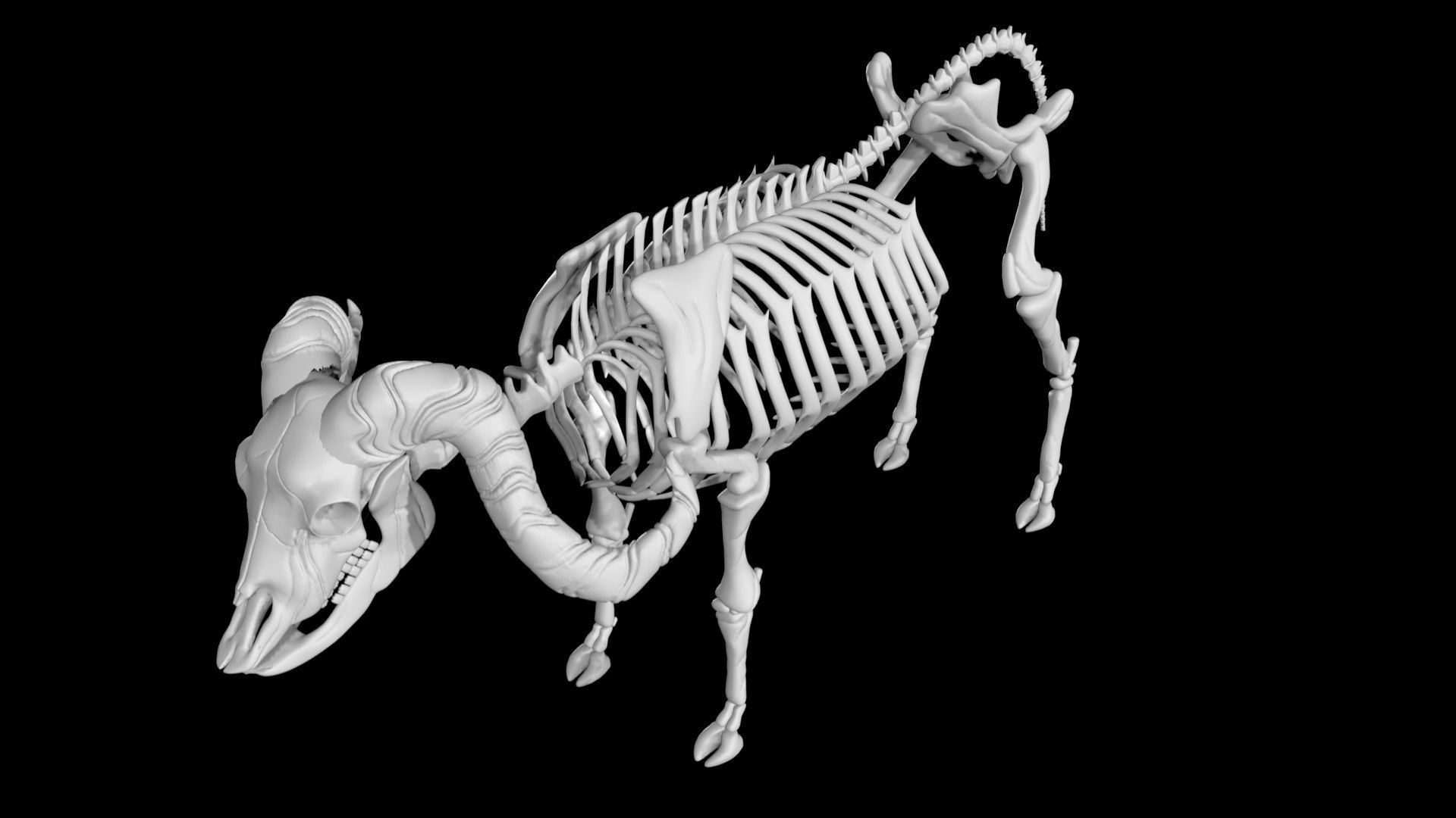 Buffalo Skeleton 3D Model - TurboSquid 1887855