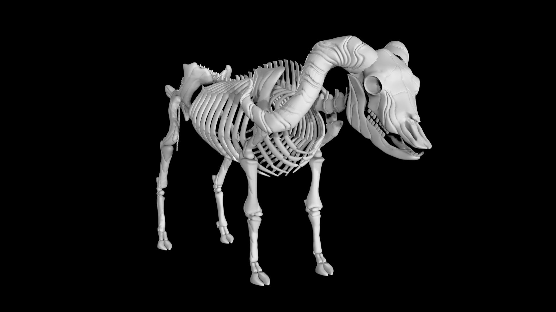 Buffalo Skeleton 3D Model - TurboSquid 1887855