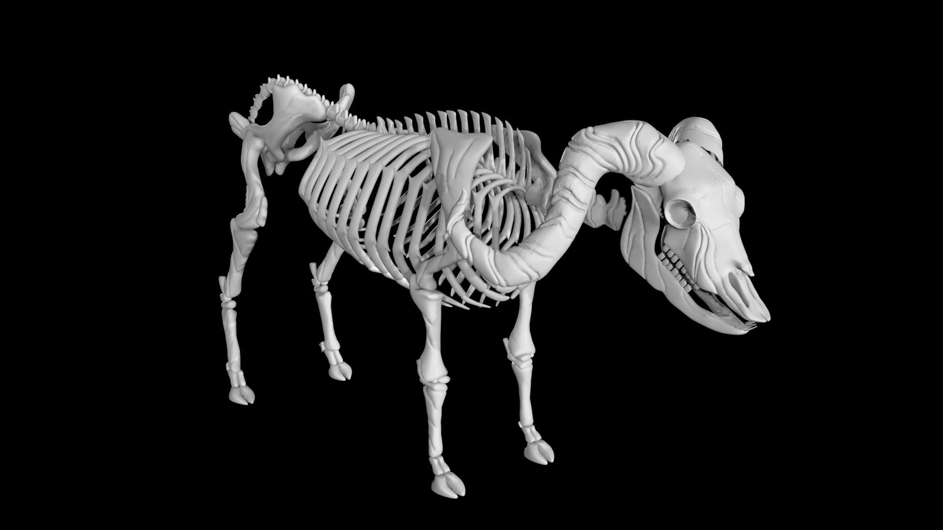 Buffalo Skeleton 3D Model - TurboSquid 1887855