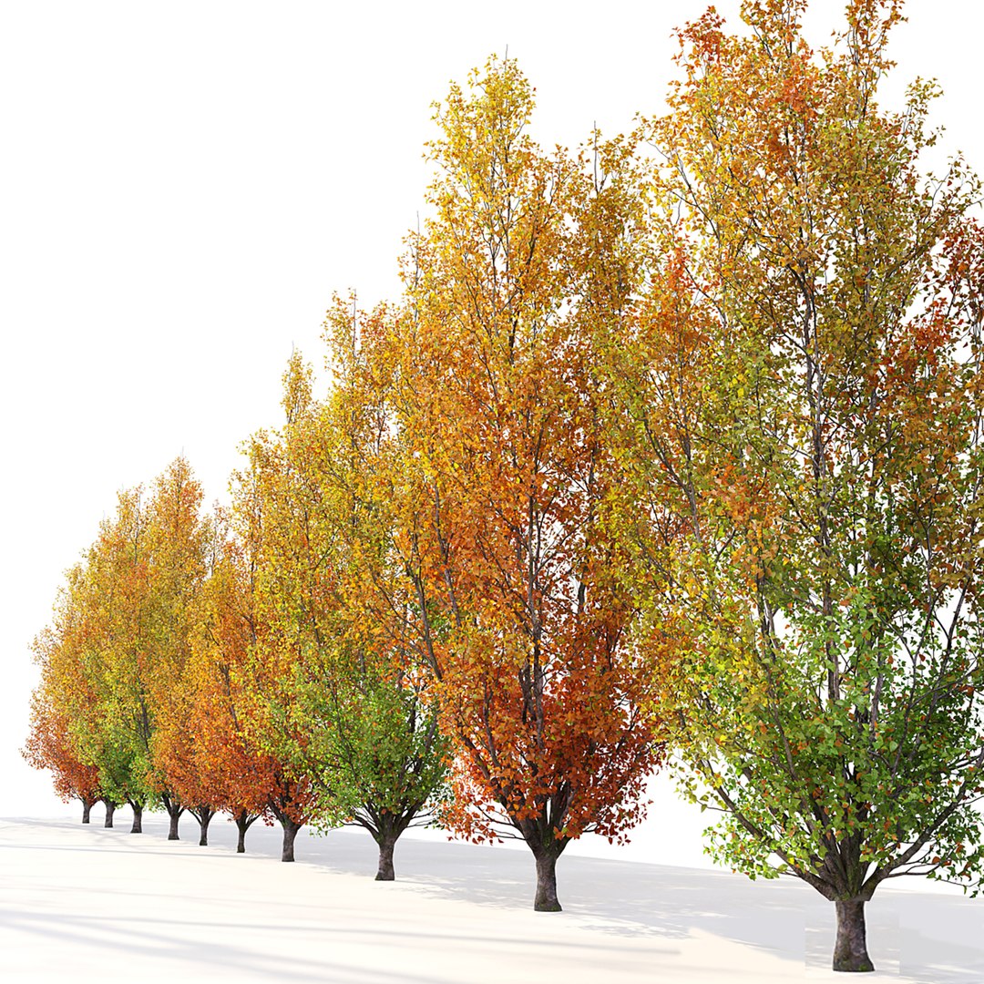 3D Autumn Pear Tree01 - TurboSquid 2280729