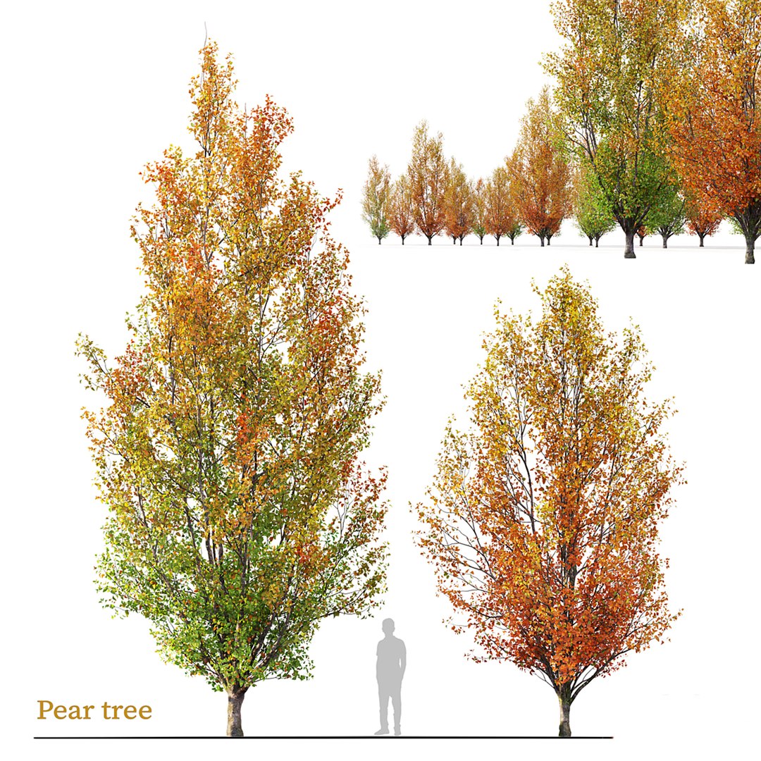 3D Autumn Pear Tree01 - TurboSquid 2280729
