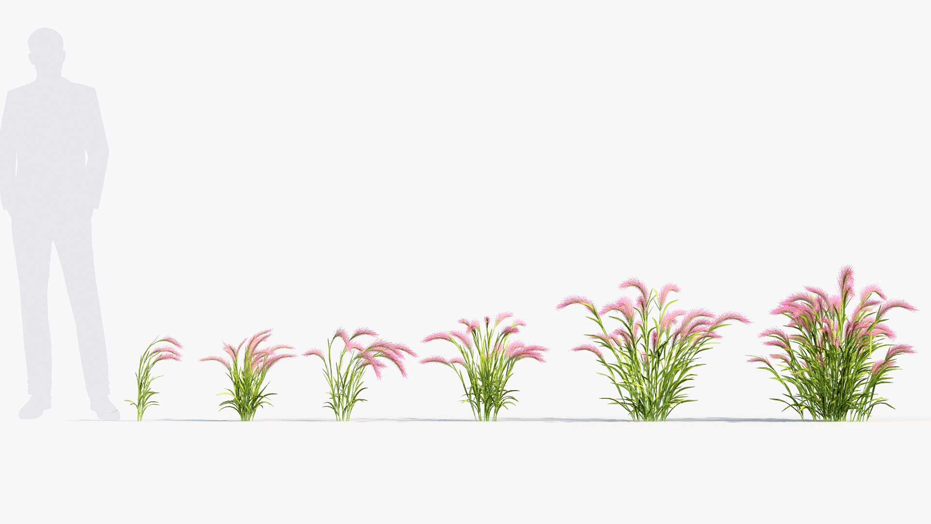 Hordeum jubatum Foxtail barley 3D Model 01 3D - TurboSquid 2058489