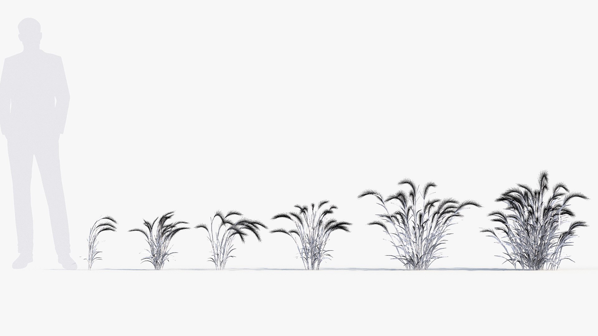 Hordeum jubatum Foxtail barley 3D Model 01 3D - TurboSquid 2058489