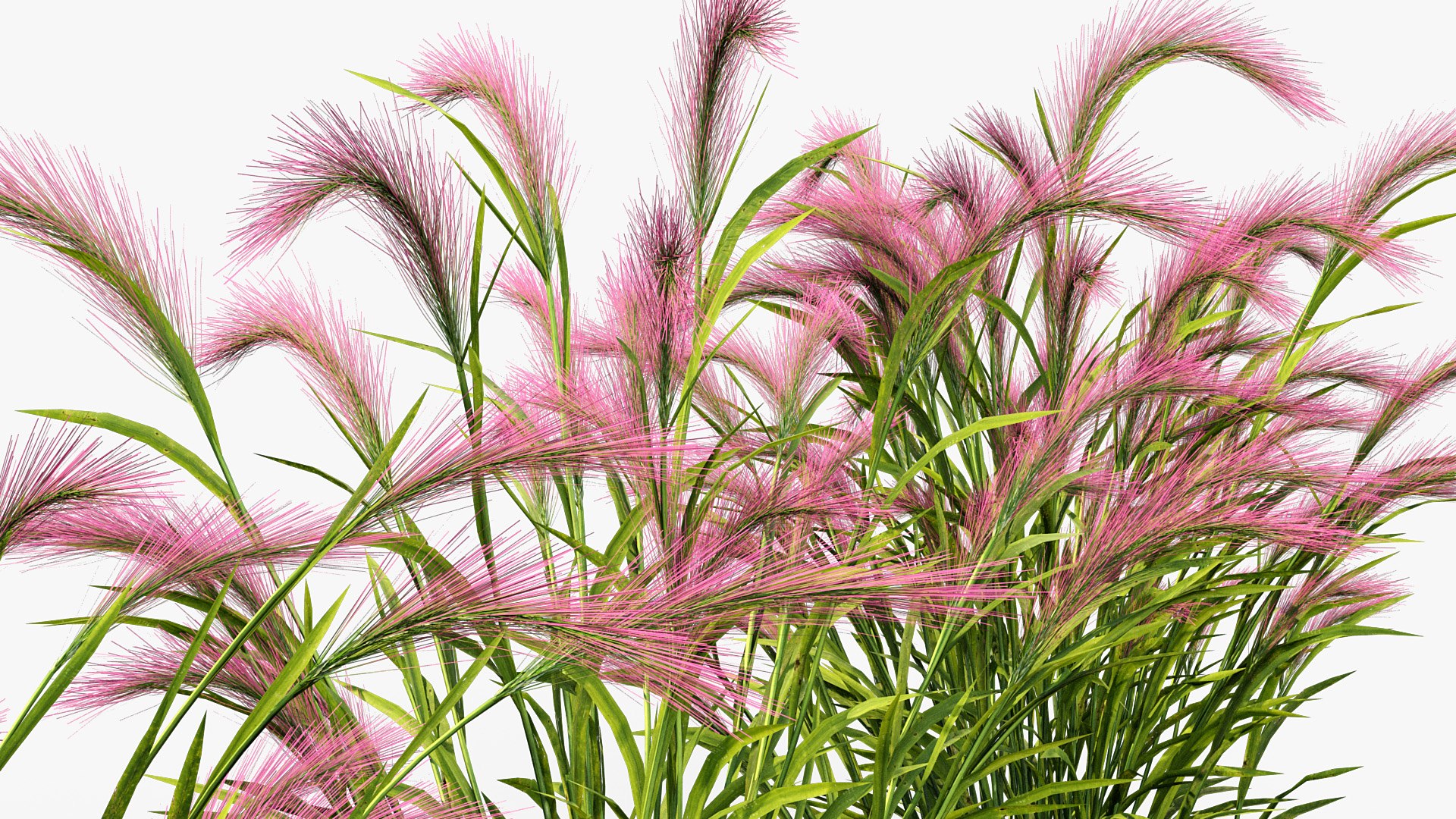 Hordeum jubatum Foxtail barley 3D Model 01 3D - TurboSquid 2058489