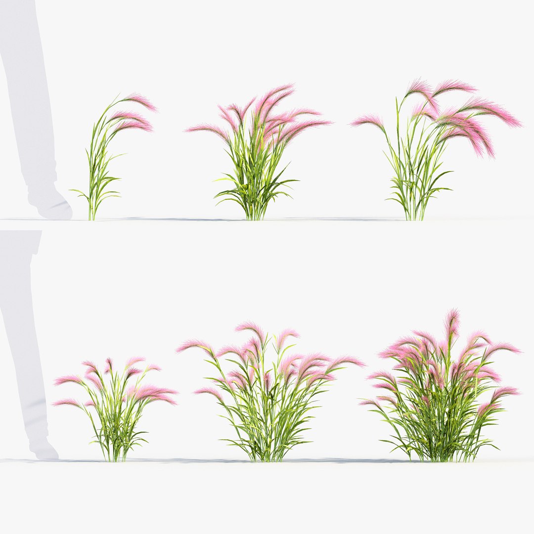 Hordeum jubatum Foxtail barley 3D Model 01 3D - TurboSquid 2058489