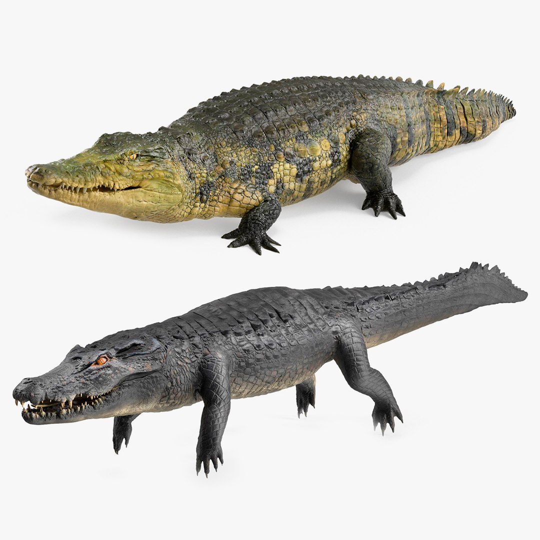3D Crocodiles Collection Model - TurboSquid 2307388
