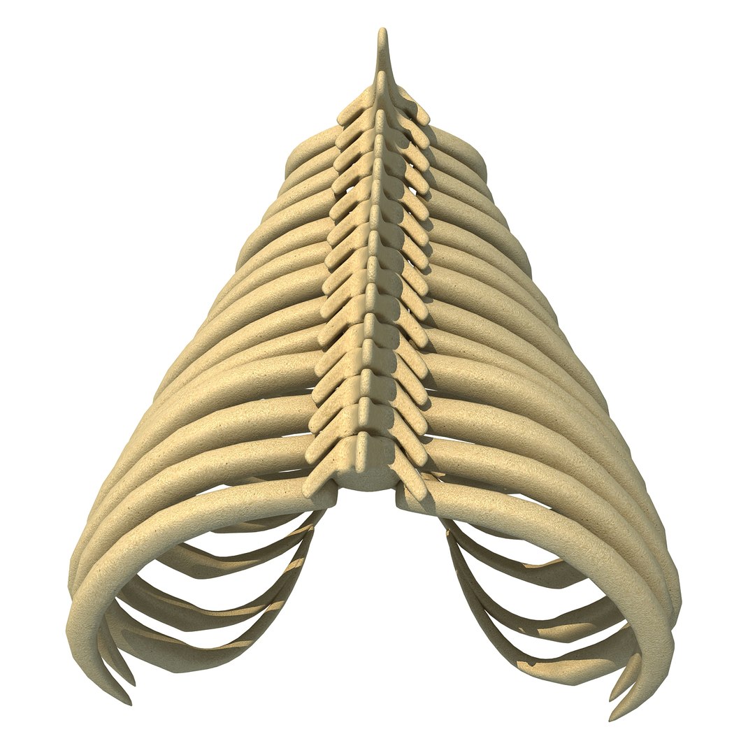 3D animal rib cage model - TurboSquid 1171126