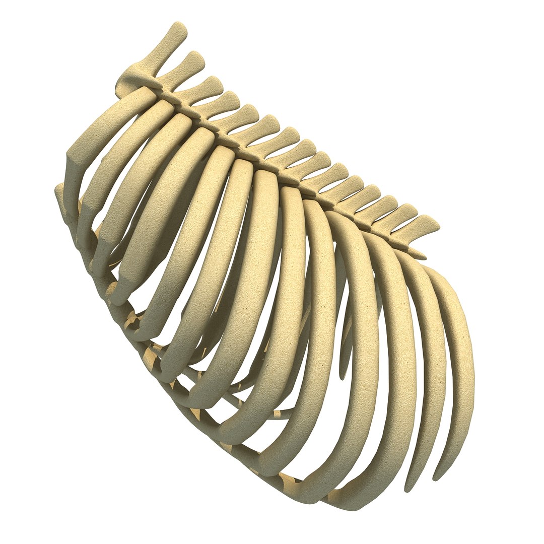 3D animal rib cage model - TurboSquid 1171126