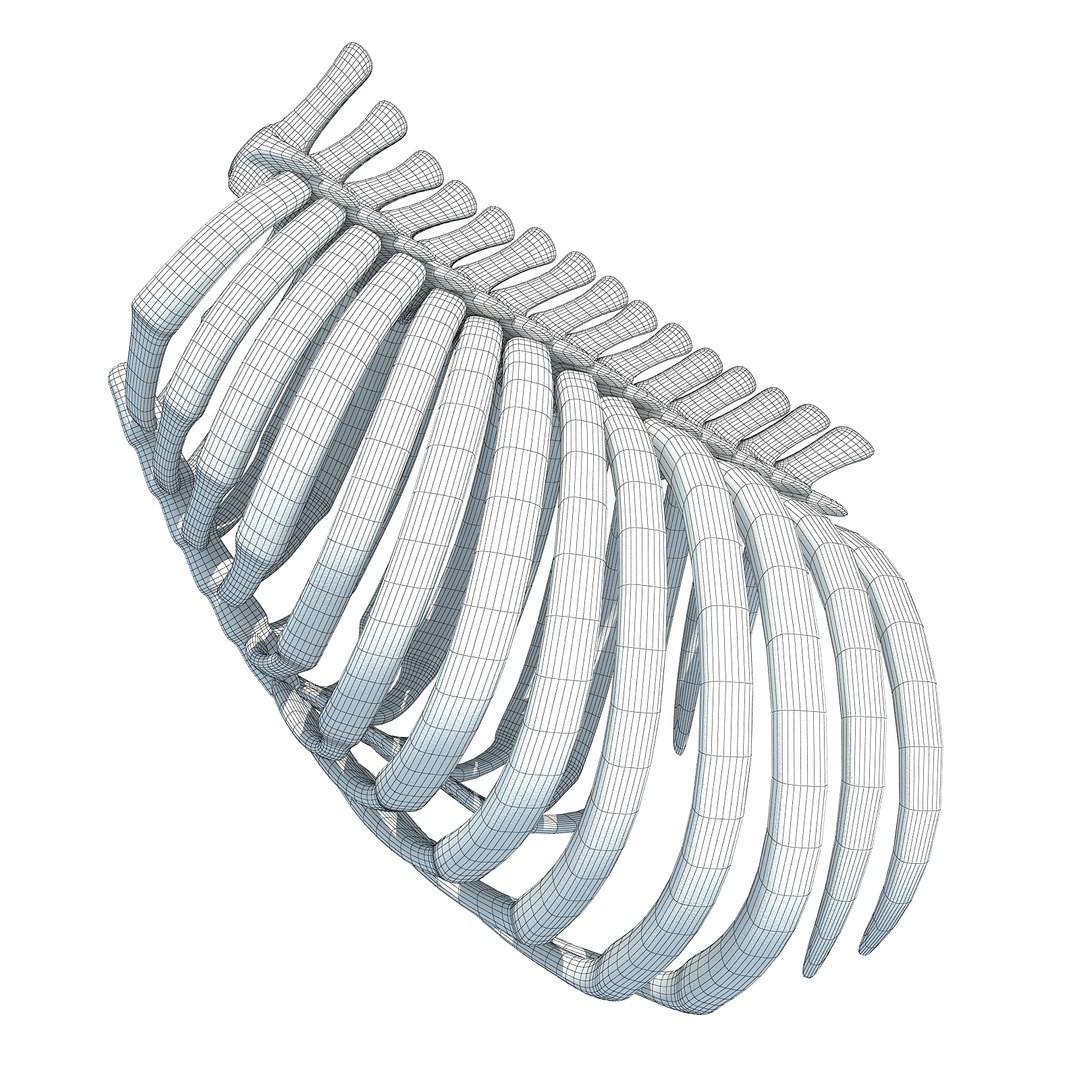 3D animal rib cage model - TurboSquid 1171126