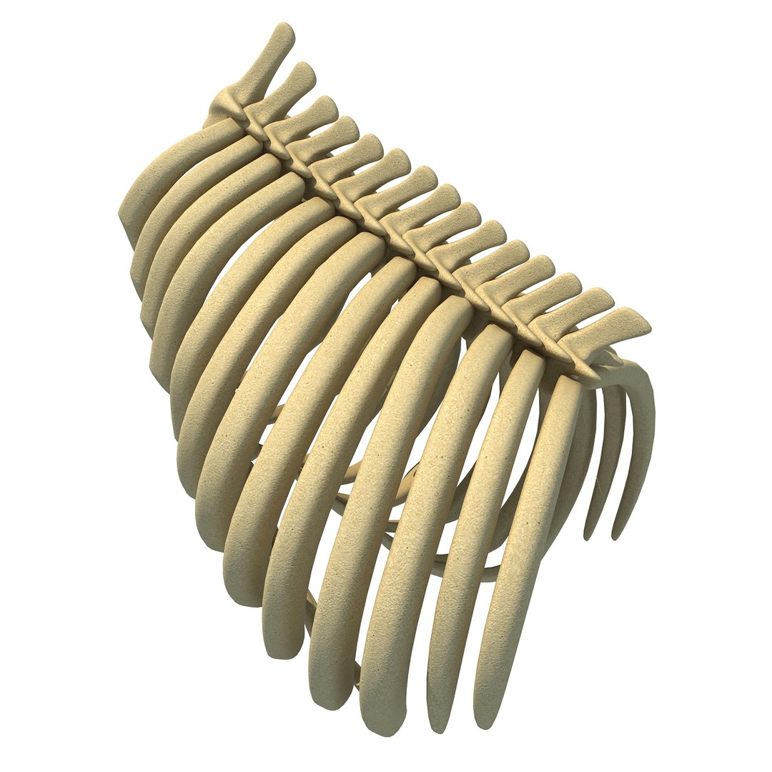 3D animal rib cage model - TurboSquid 1171126