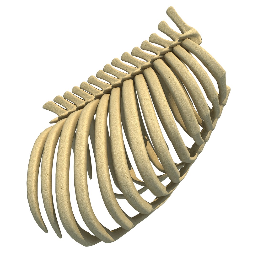 3D animal rib cage model - TurboSquid 1171126