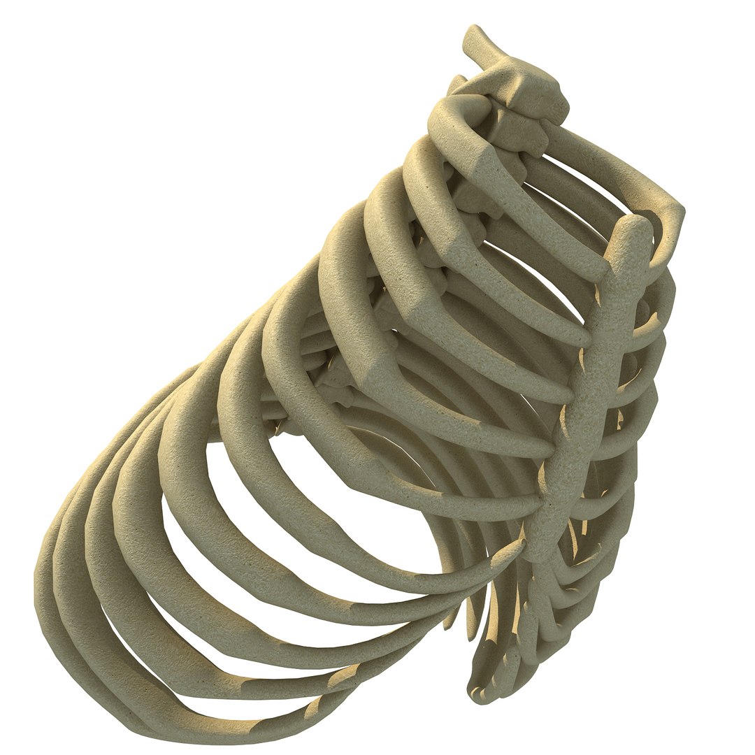 3D animal rib cage model - TurboSquid 1171126