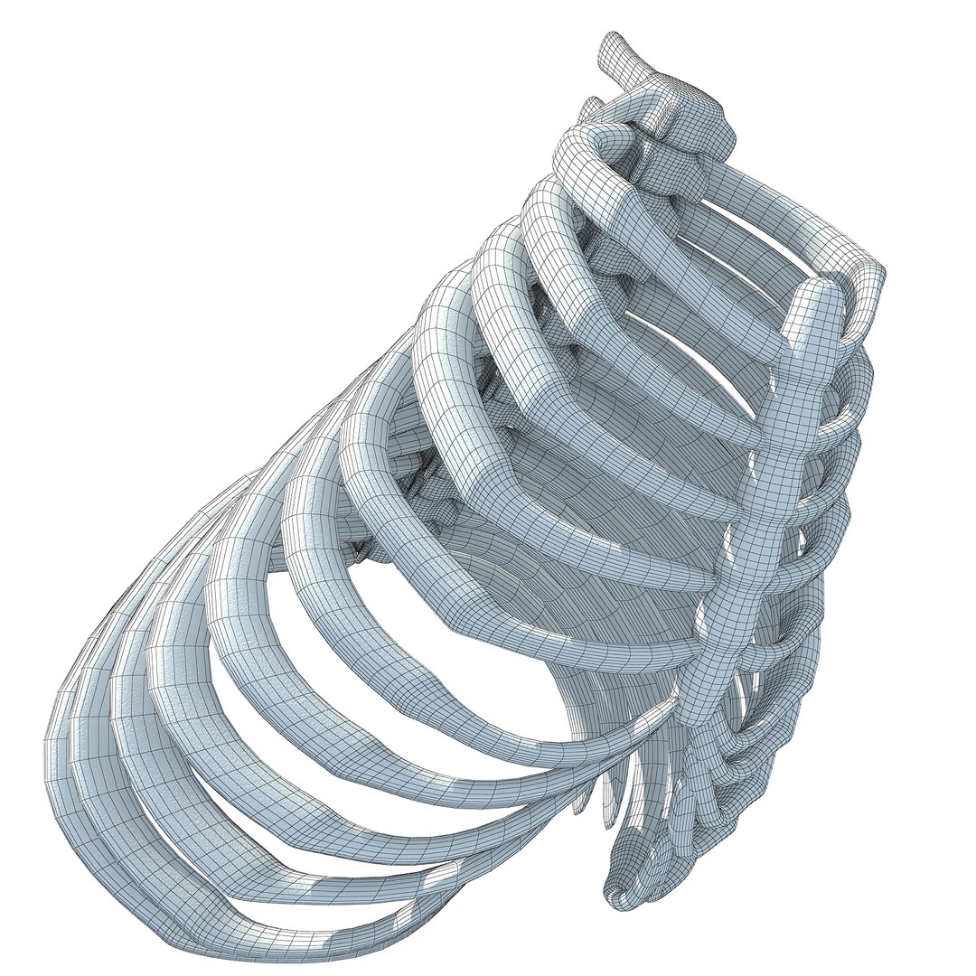 3D animal rib cage model - TurboSquid 1171126
