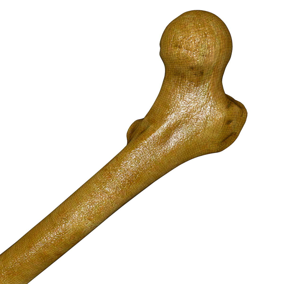 Human Thigh Bone Femur C4d