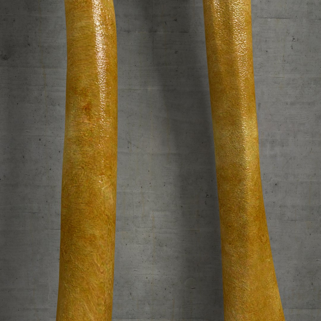 Human Thigh Bone Femur C4d