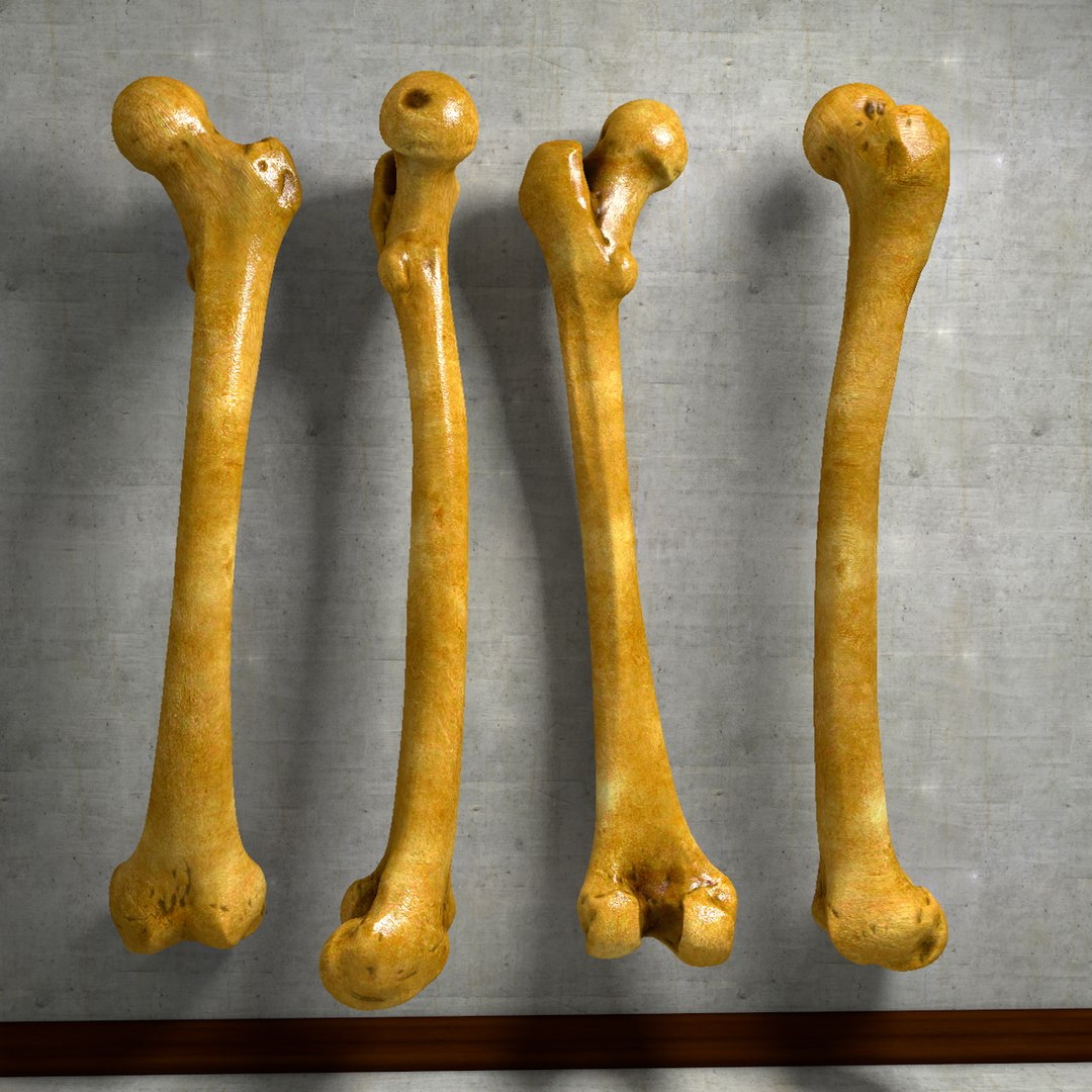 Human Thigh Bone Femur C4d