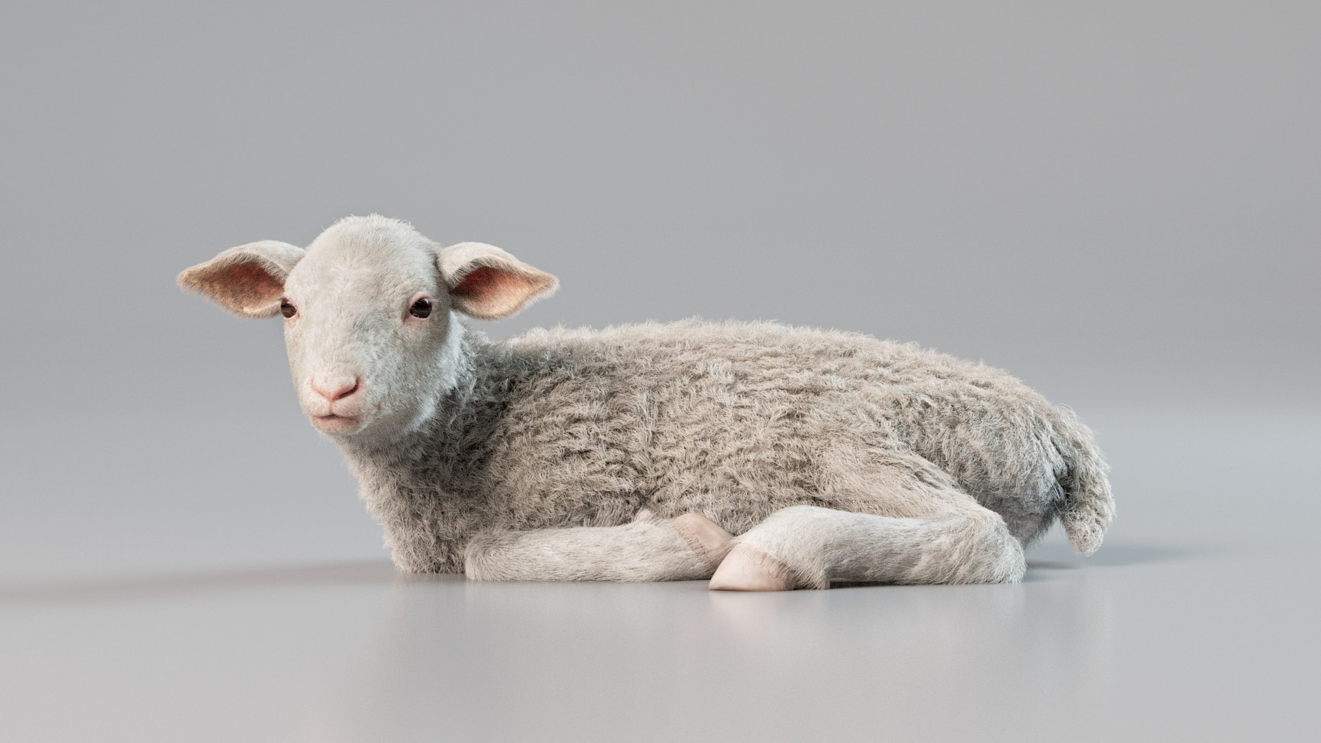 3D Lamb Rigged Animated with Fur - TurboSquid 2170901