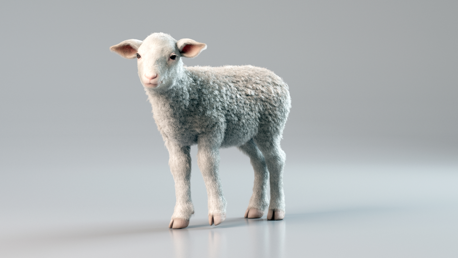 3D Lamb Rigged Animated with Fur - TurboSquid 2170901