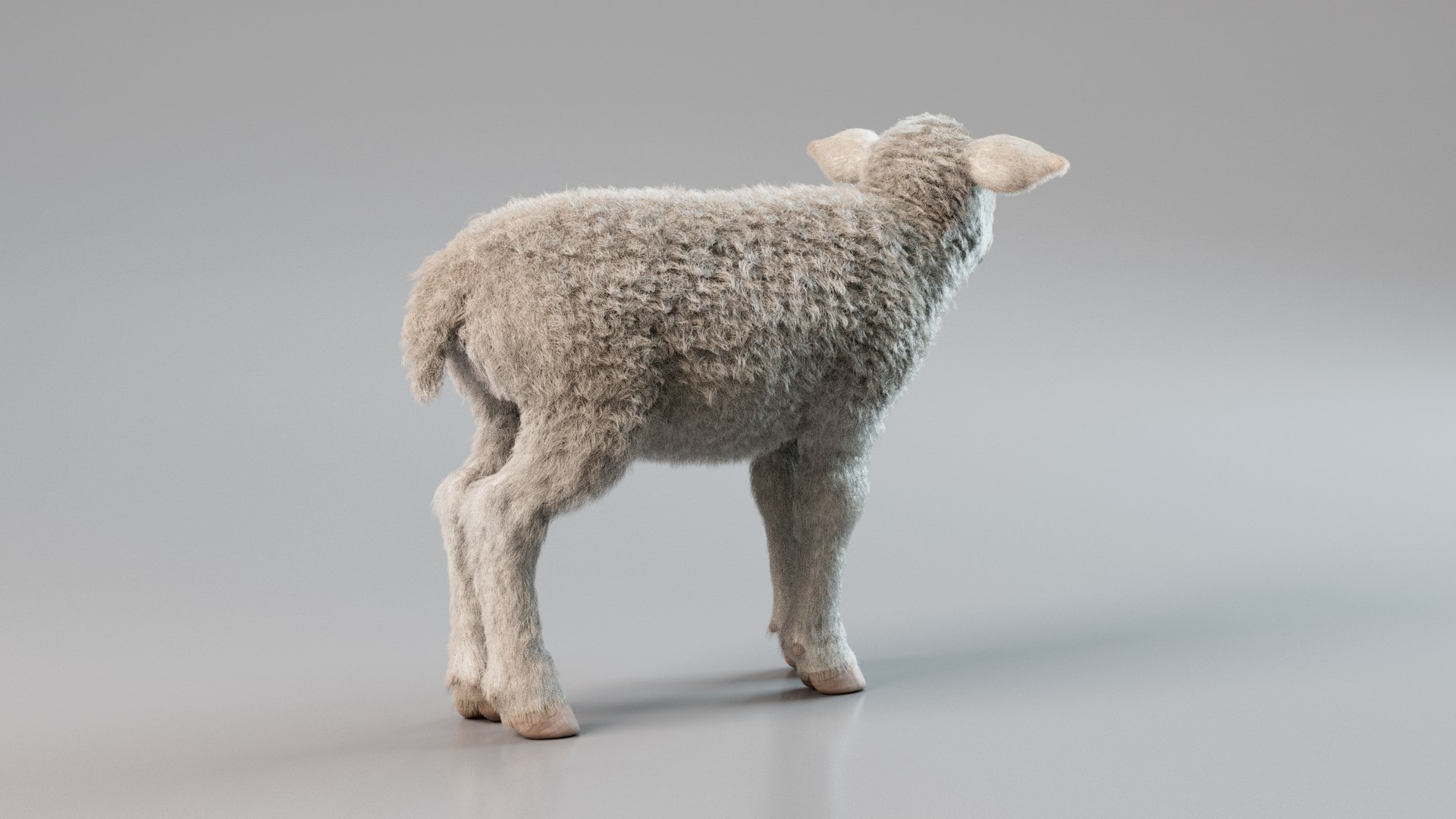 3D Lamb Rigged Animated with Fur - TurboSquid 2170901