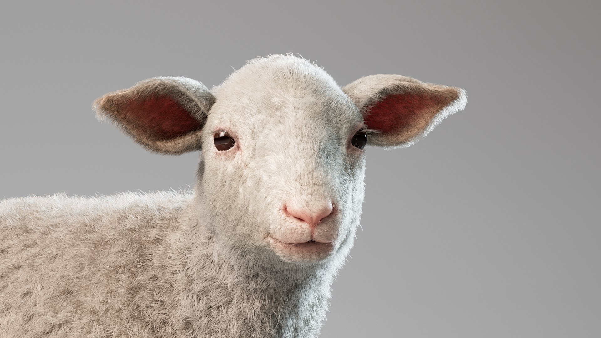 3D Lamb Rigged Animated with Fur - TurboSquid 2170901