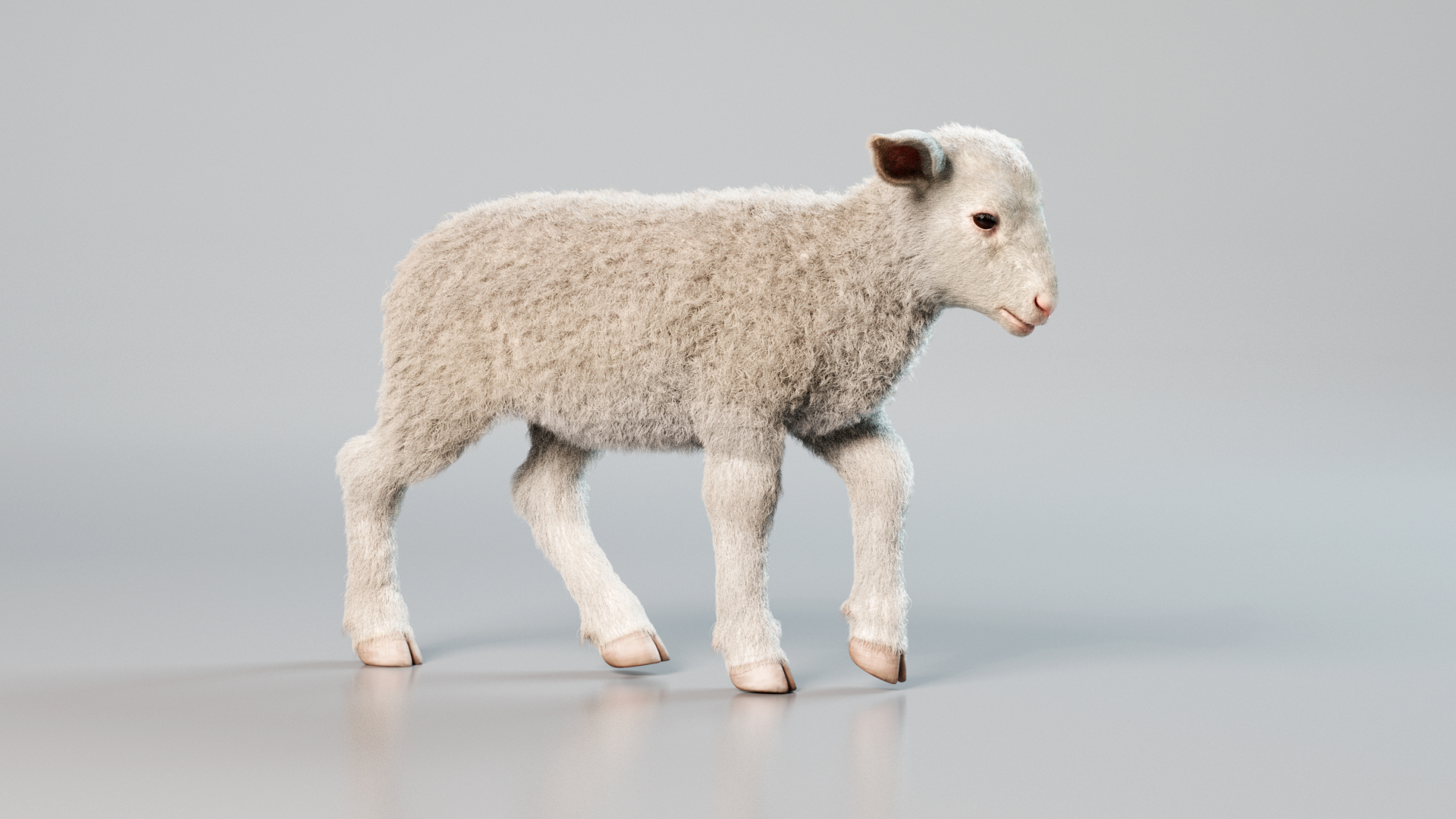 3D Lamb Rigged Animated with Fur - TurboSquid 2170901