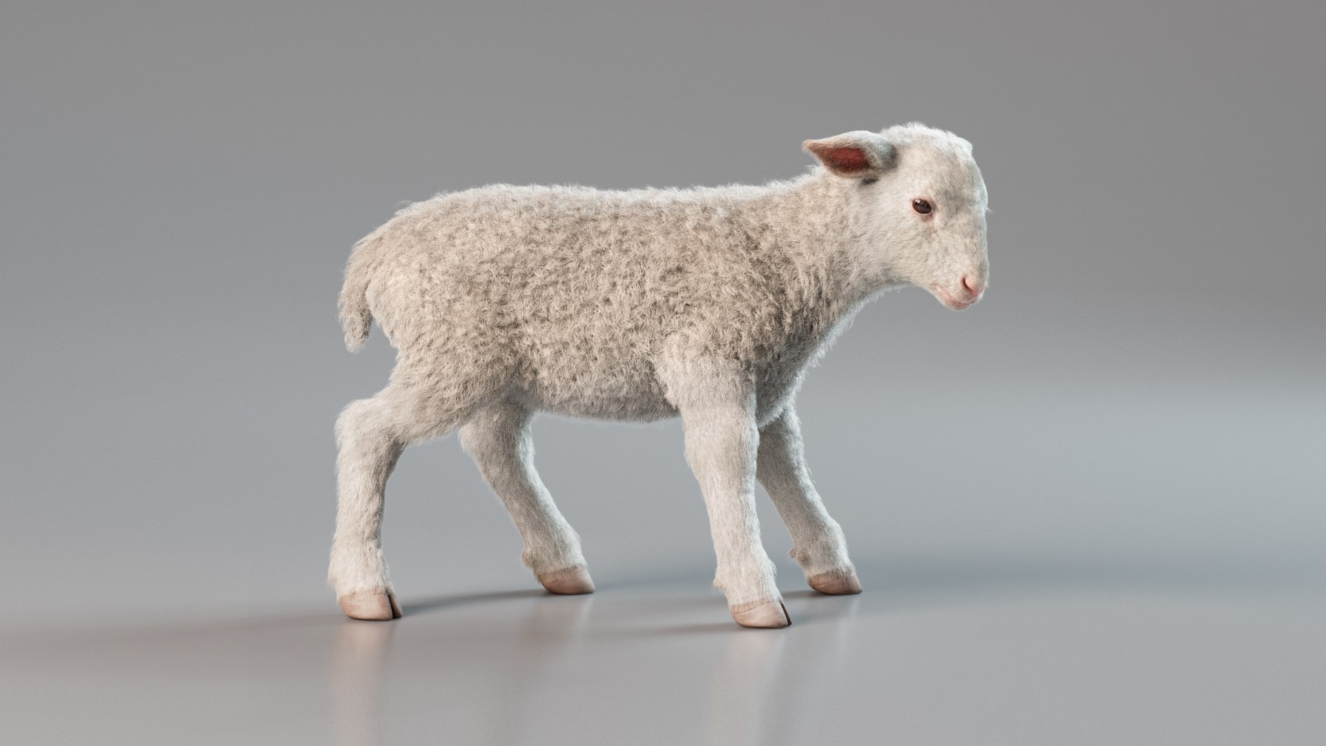 3D Lamb Rigged Animated with Fur - TurboSquid 2170901