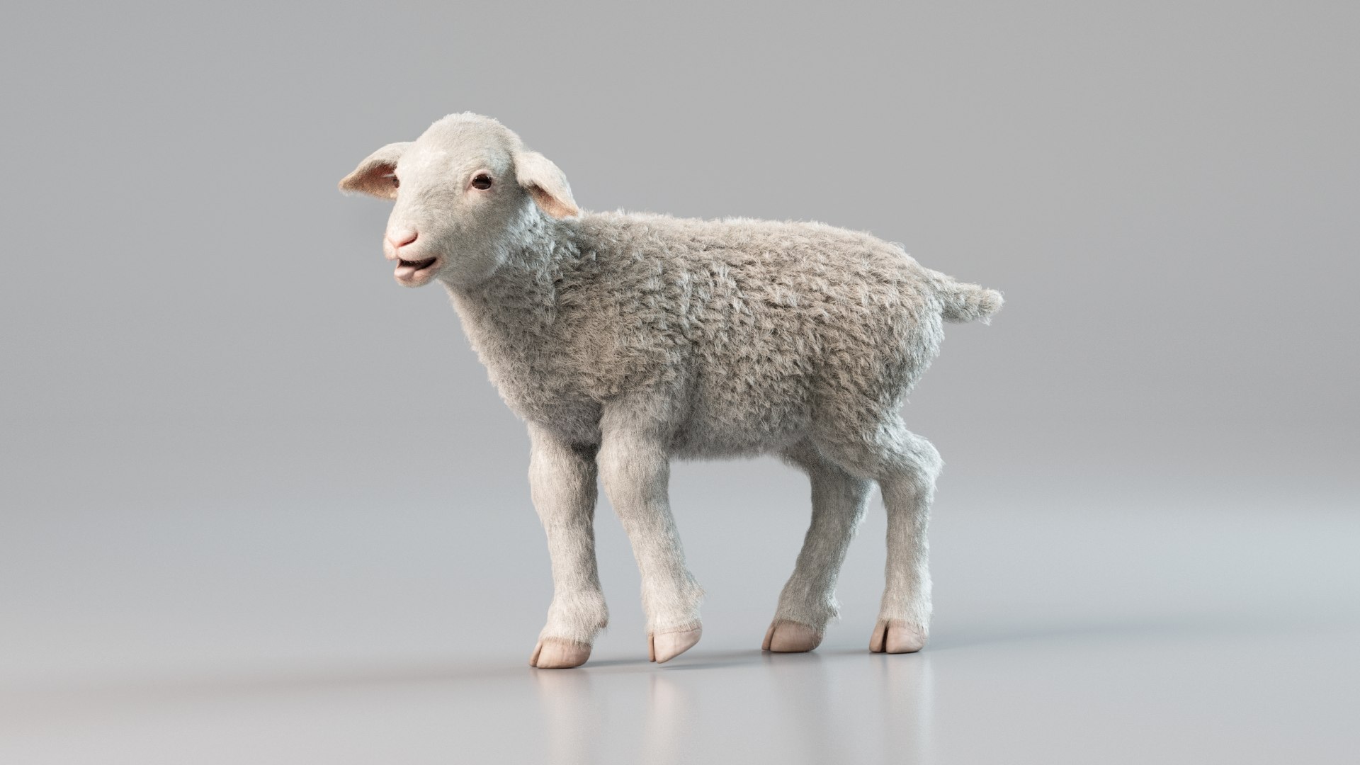 3D Lamb Rigged Animated with Fur - TurboSquid 2170901