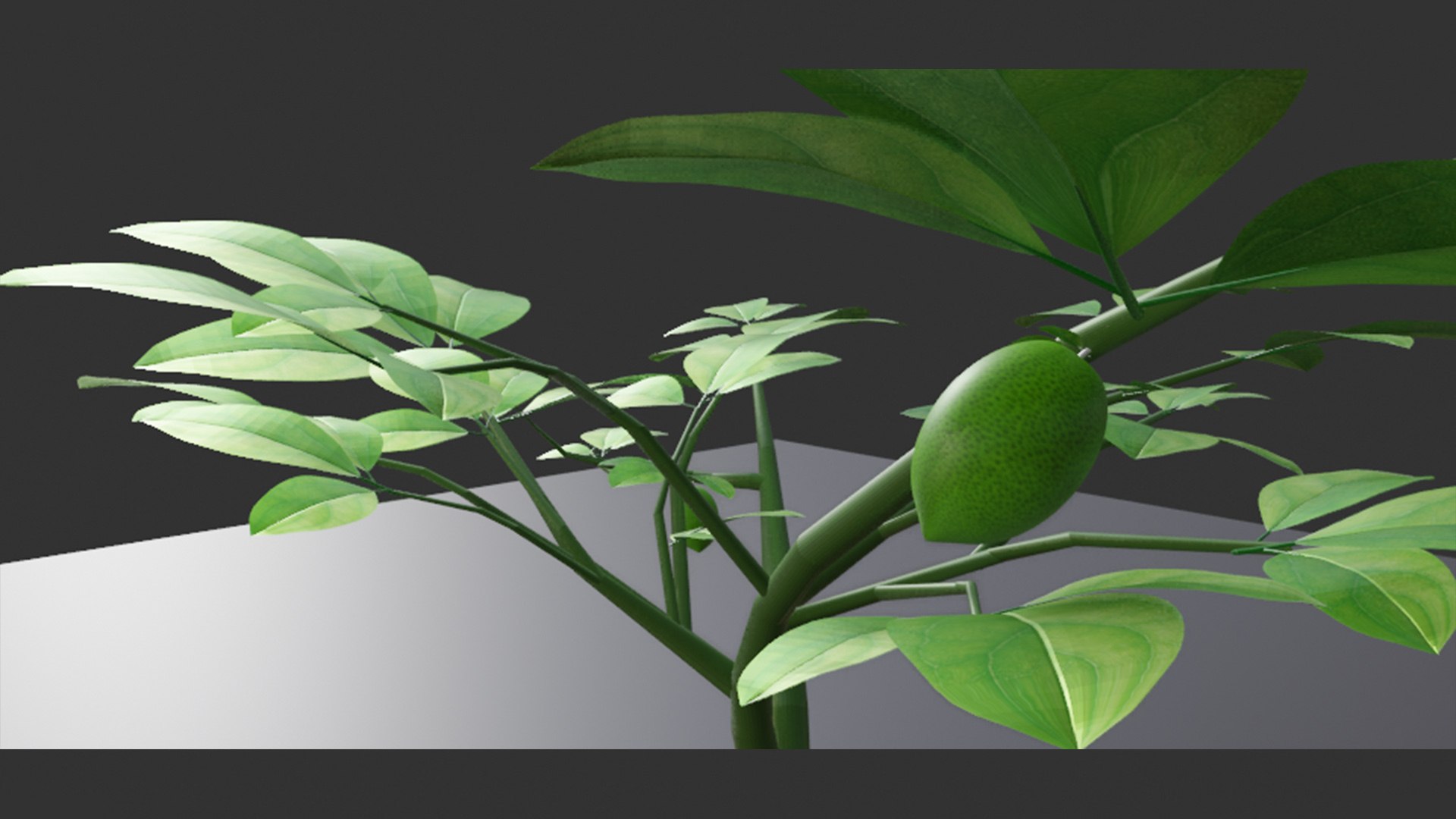 3D Tree Tubs Model Lemon Tree Tubs Small Tree Tubs Model - TurboSquid ...
