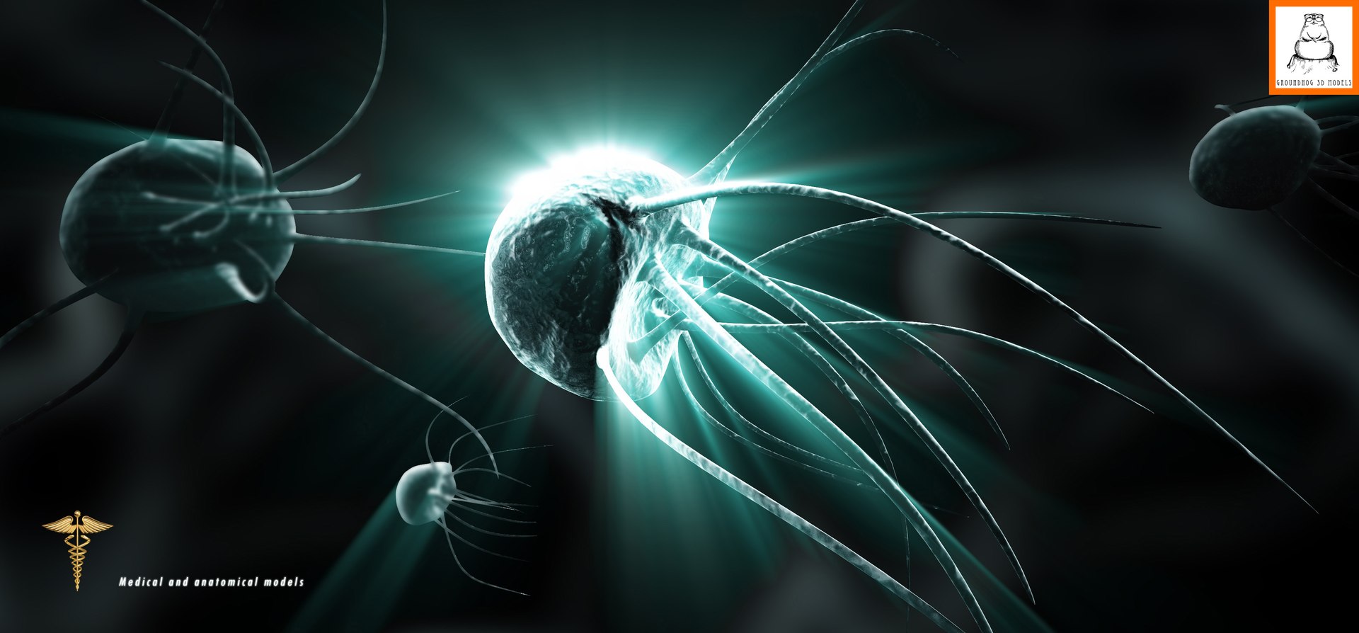 max bacteria microscopic