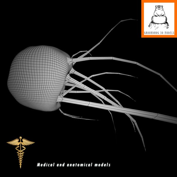 max bacteria microscopic