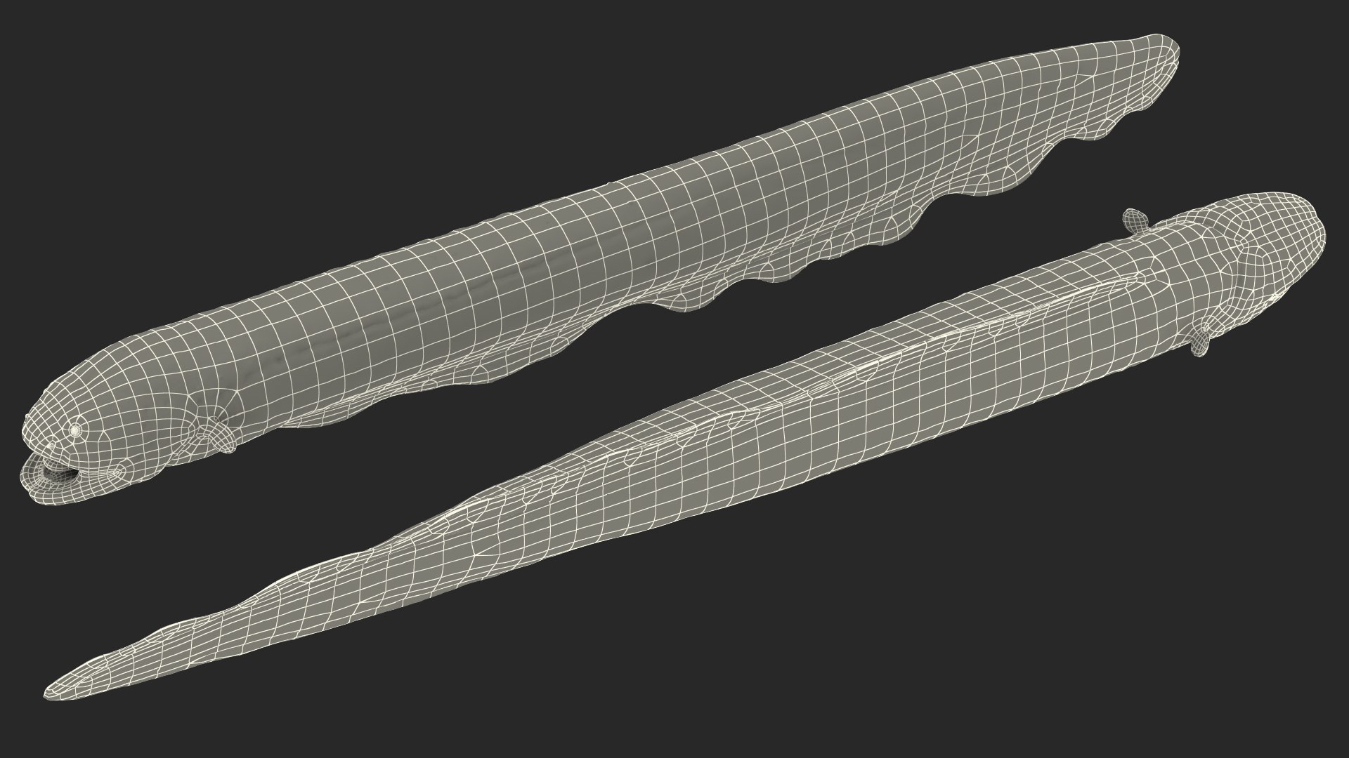 Electric Eel Rigged Animal Model - TurboSquid 1492077