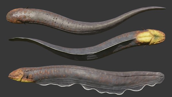 Electric eel rigged animal model - TurboSquid 1492077
