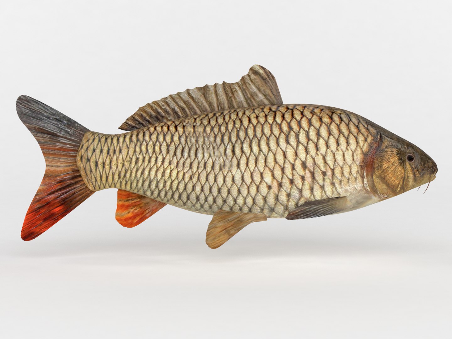 3D carp fish - TurboSquid 1366553