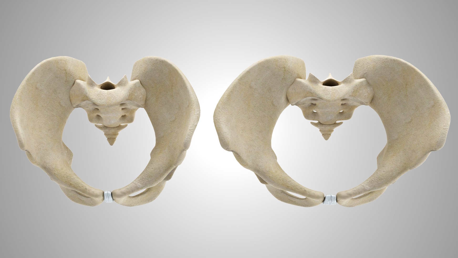 Female And Male Pelvis 3D Model - TurboSquid 1924951