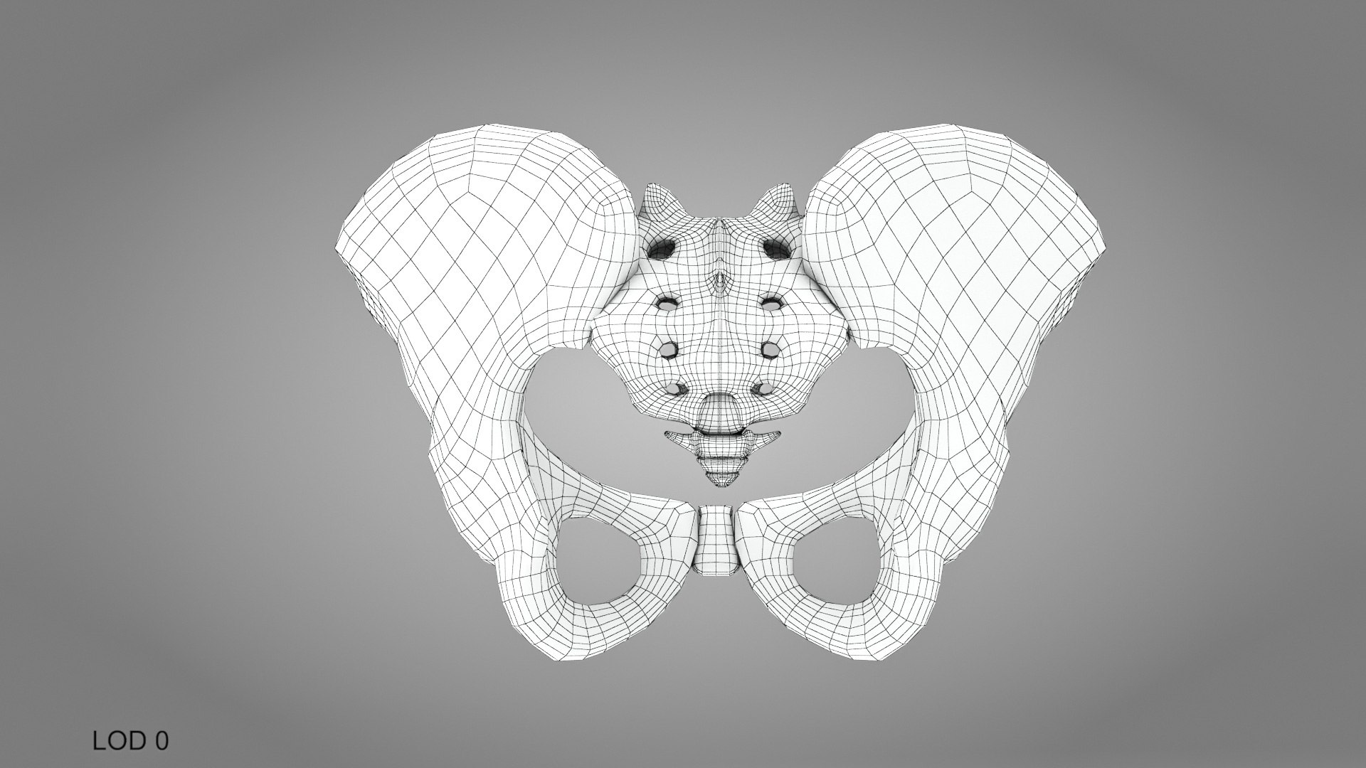Female and Male Pelvis 3D model - TurboSquid 1924951