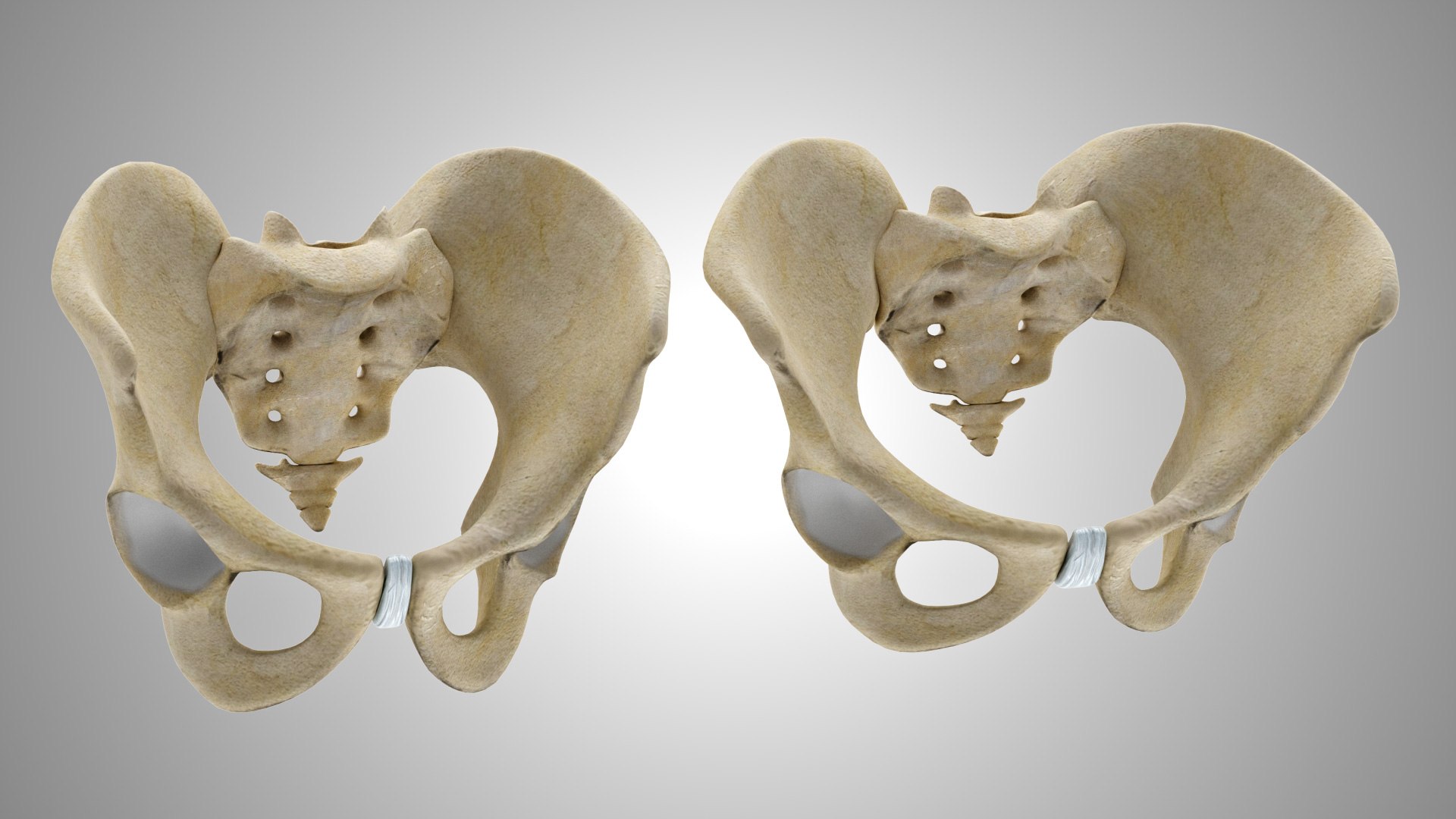 Female And Male Pelvis 3D Model - TurboSquid 1924951