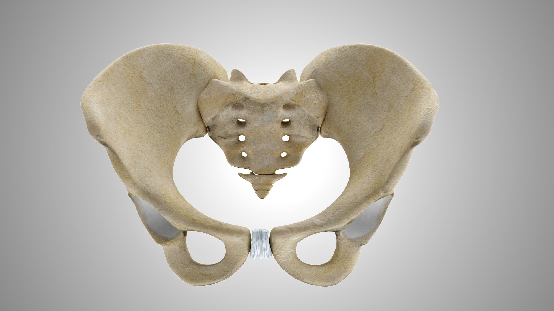 Female And Male Pelvis 3D Model - TurboSquid 1924951